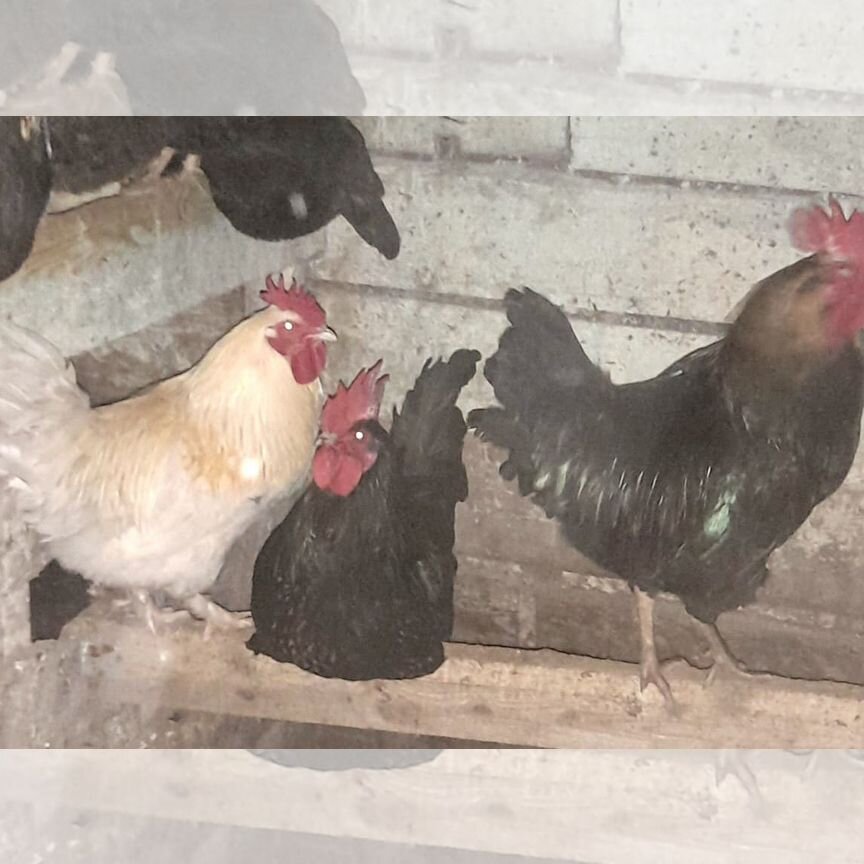 Молодые, домашние петухи