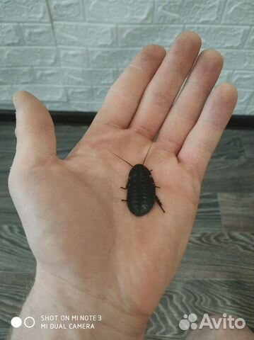 Мадагаскарский шипящий таракан