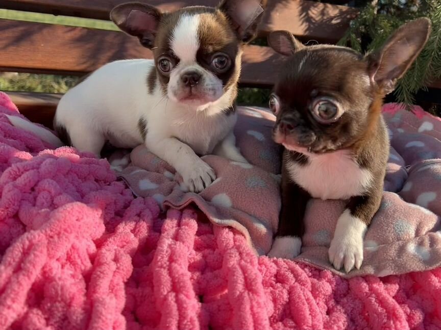 Шикарные курносики чихуахуа