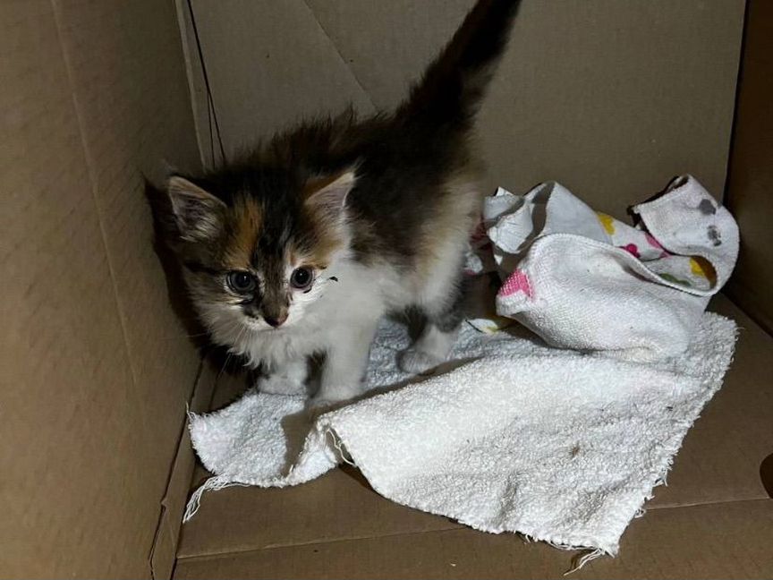 Кошка 1-4мес