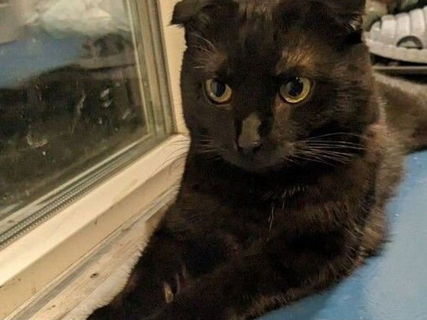 Котенок подросток, вислоухий