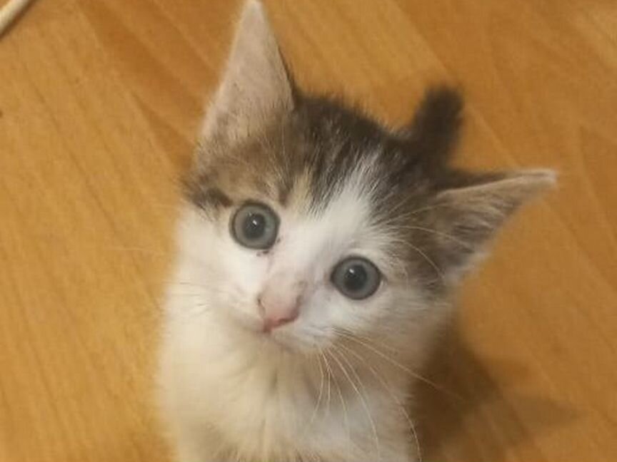 Знакомьтесь, я Васёк котенок