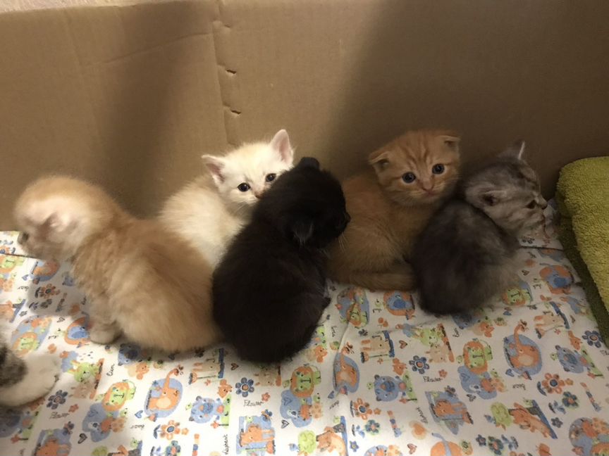 Продам шотландских вислоухих котят