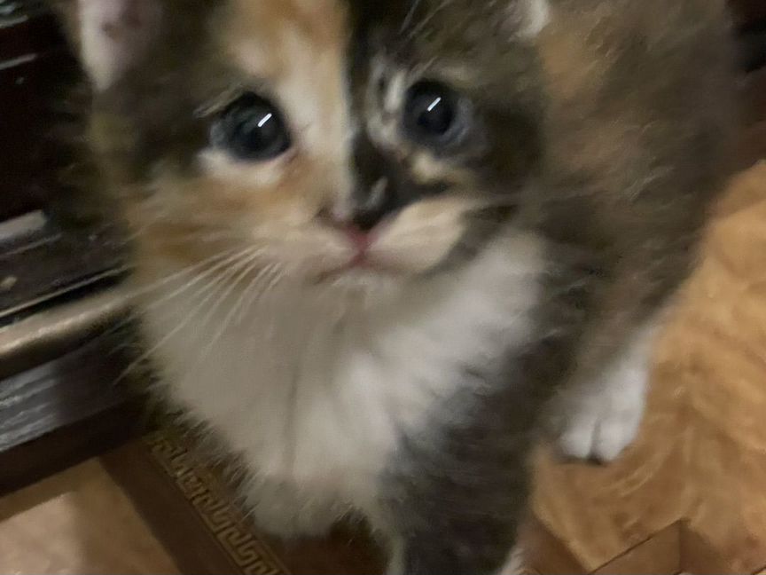 Ищем любящих родителей малышке