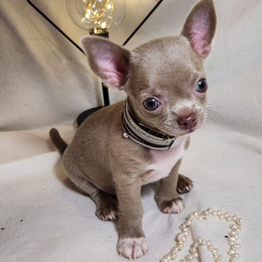 Щенки чихуахуа