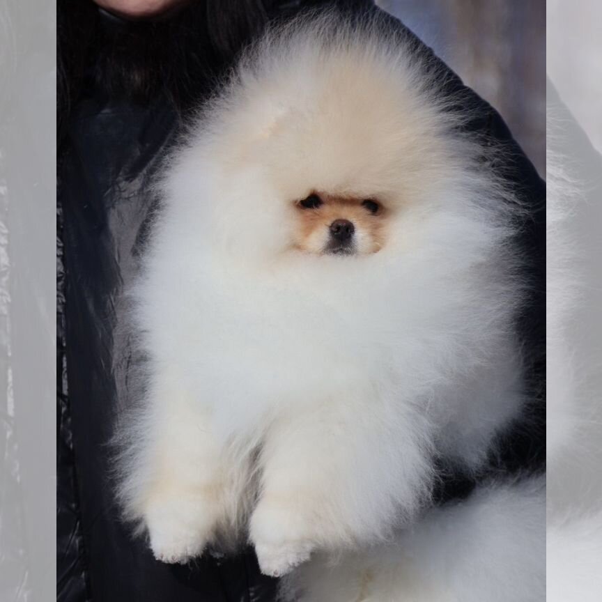 Померанский шпиц мальчик