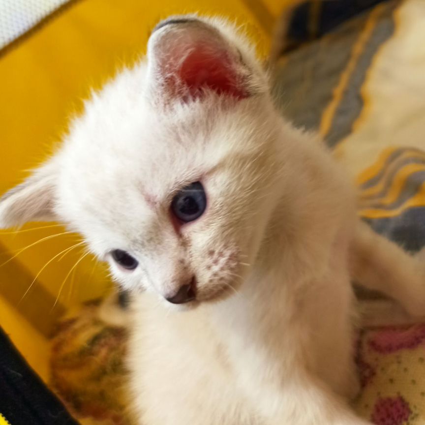 Тайский котёнок