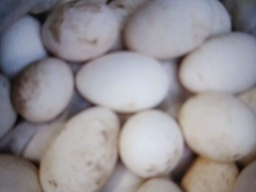 Продам инкубационное яйцо, индюка, курицы