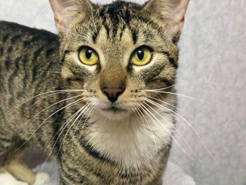 Ласковый красавец кот