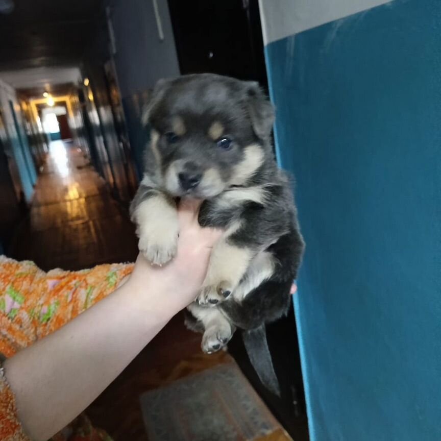 Щенок девочка в добрые руки