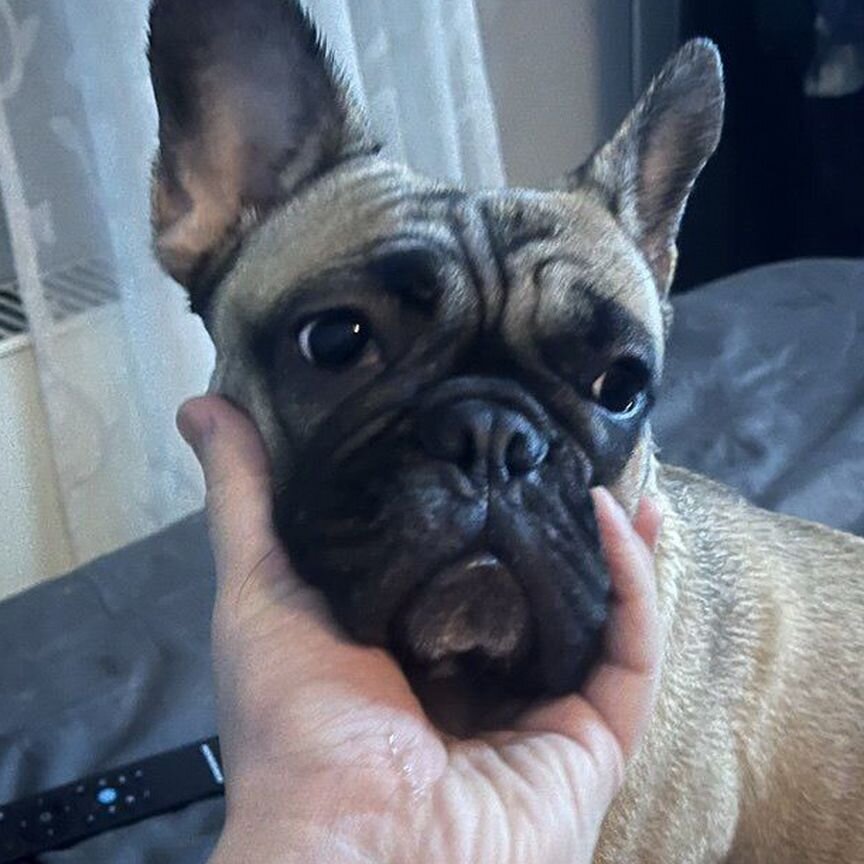 Французский бульдог, взрослая собака