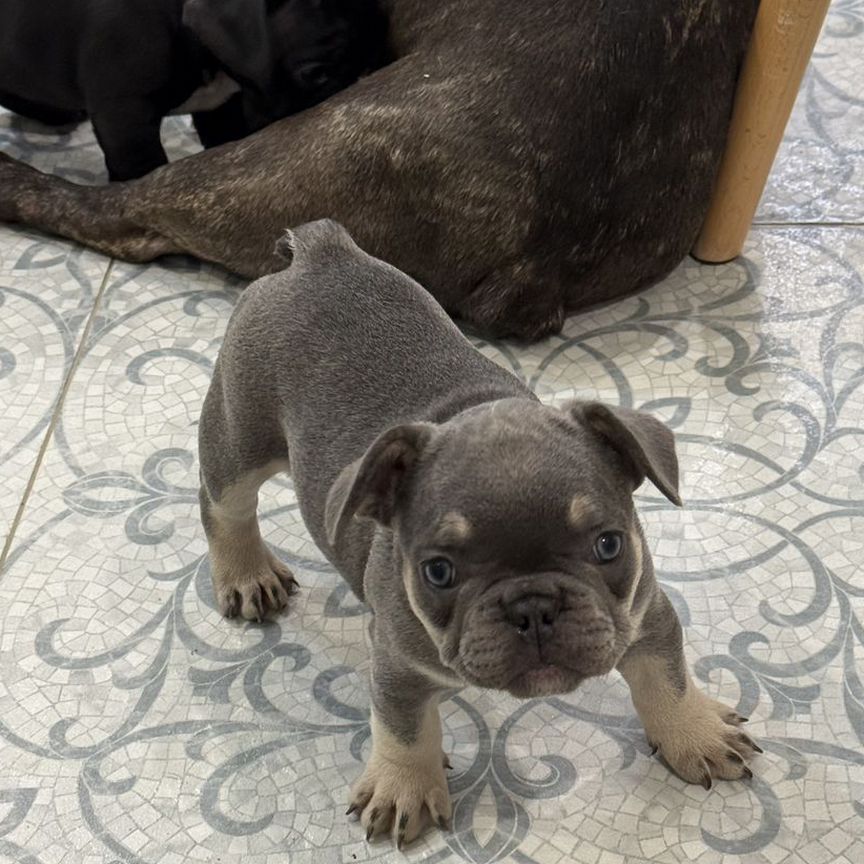 Французский бульдог, щенок