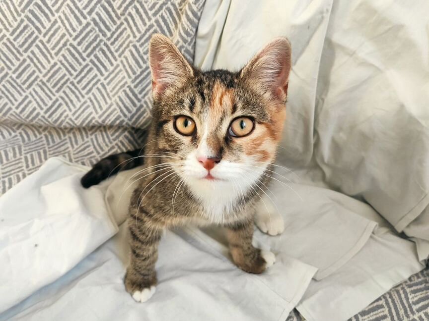Котенок девочка в добрые руки