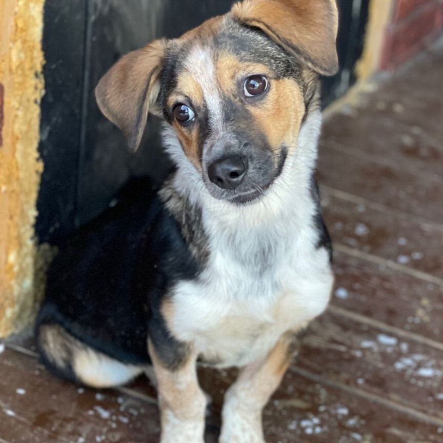 Небольшая собака размером с корги бесплатно