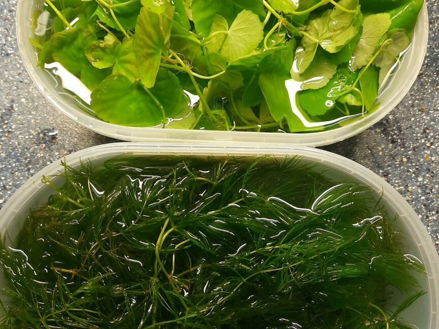 Прополка гидрокотила белоголовая, роголистник