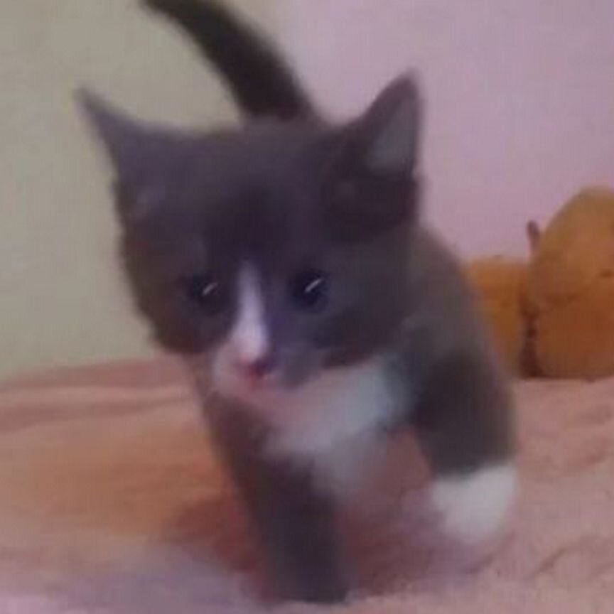 Котёнок в добрые руки