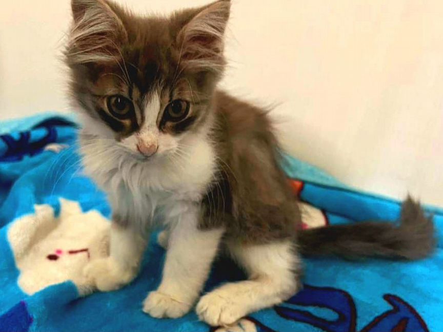 Котенок в хорошие руки