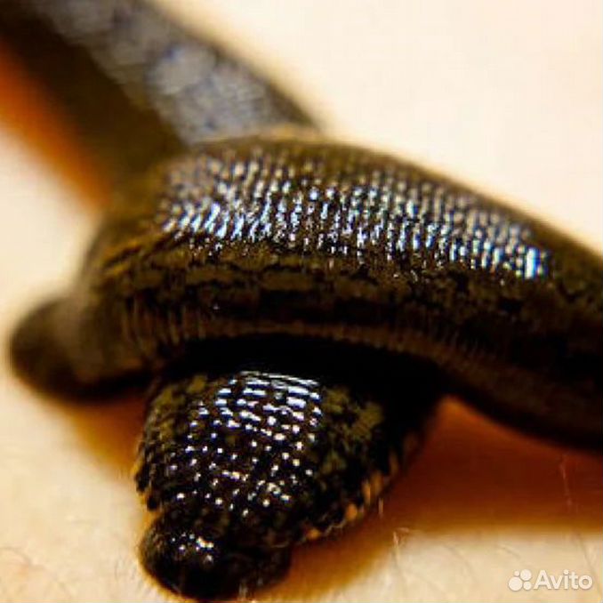 Пиявка лечебная