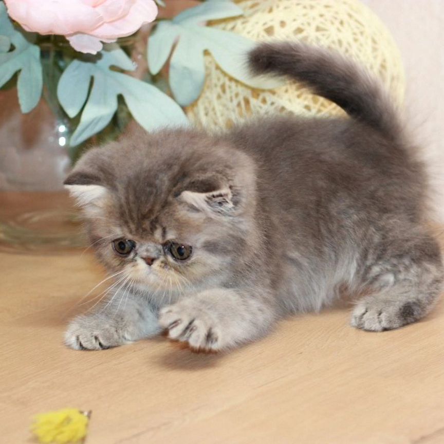 Котенок экзот