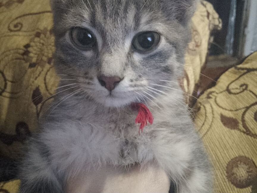 Отдам котенка в добрые руки