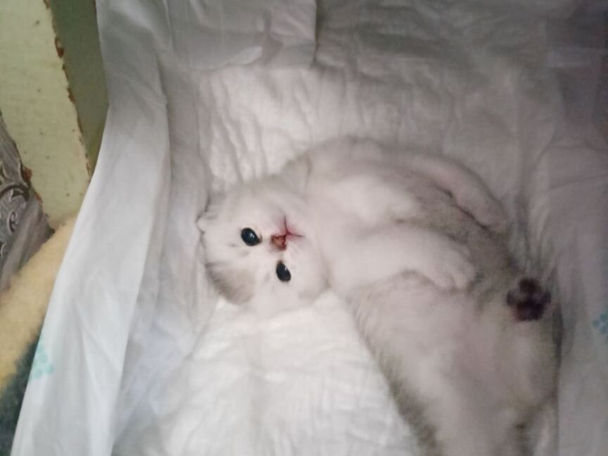 Британские котята