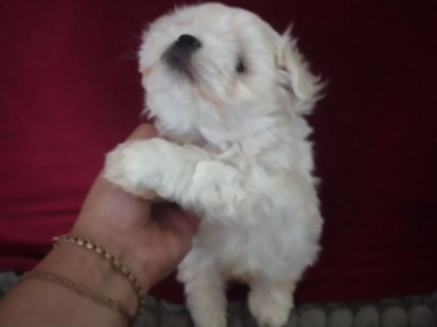 Мальтезе кобель с документами РКФ