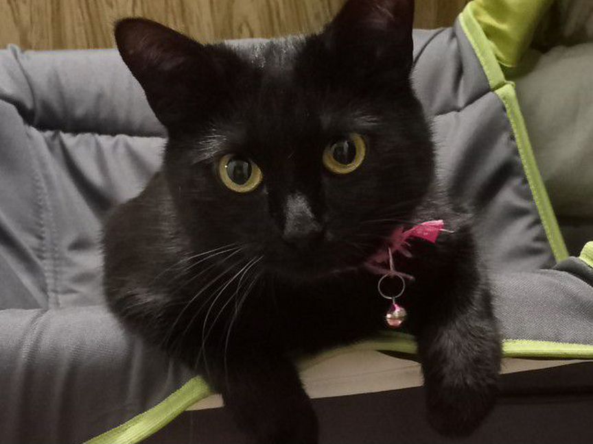 Кошка