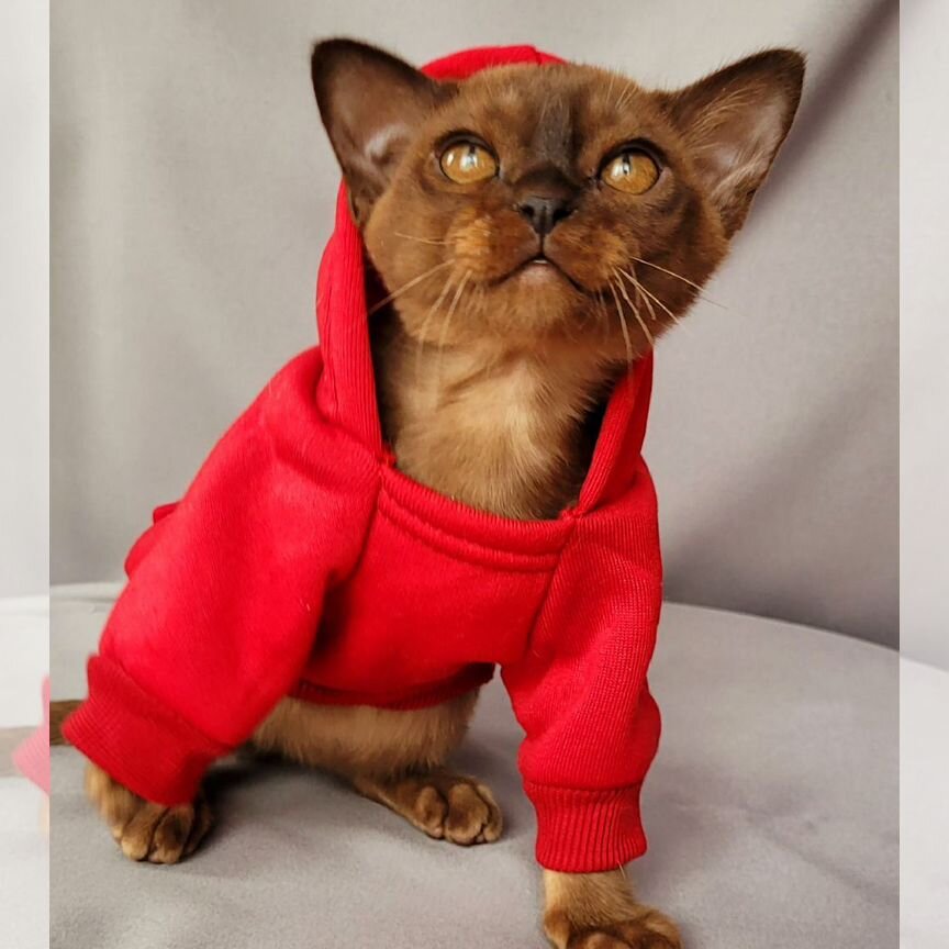 Бурманские котята
