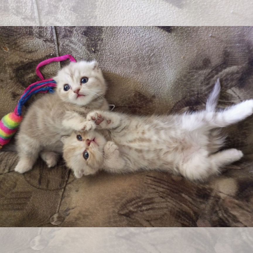 Британцы девочки