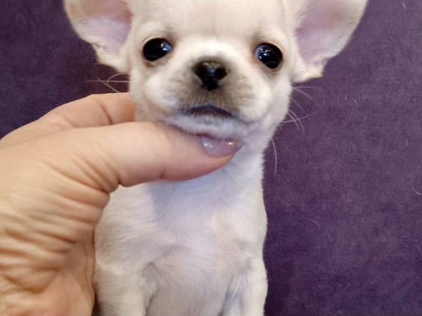 Редкой красоты мальЧишки