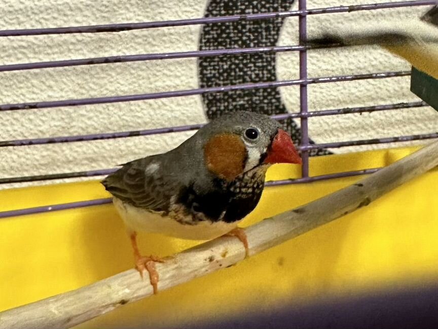 Самец Амадины зебровый