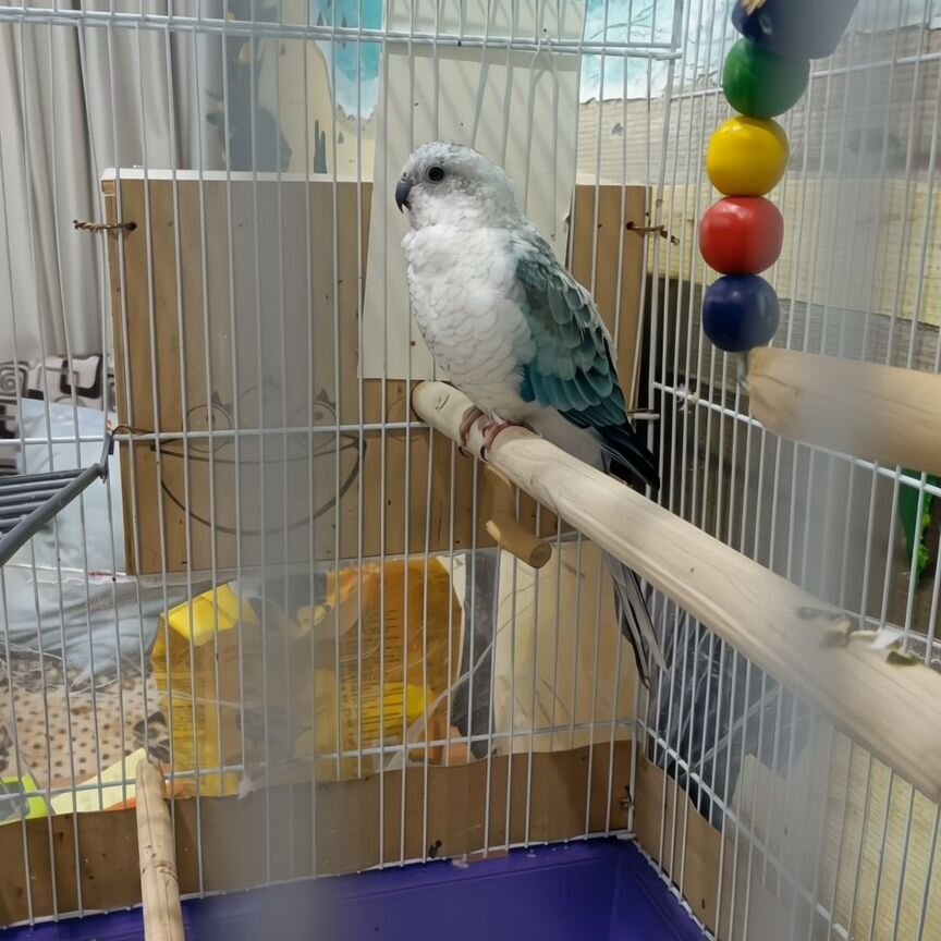 Певчий Попугай