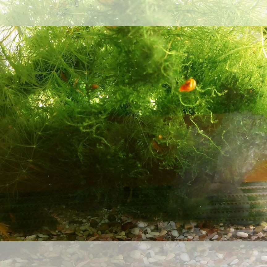 Меняю мох на сомиков звездчатых анцитрусов