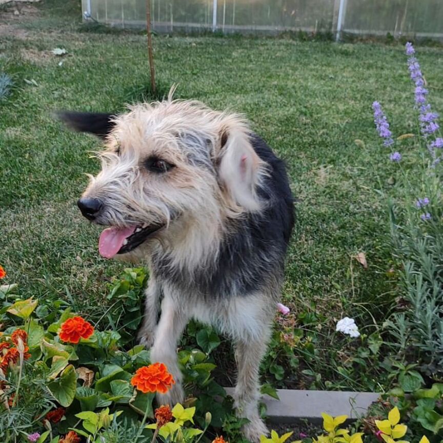 Собака стерилизованная