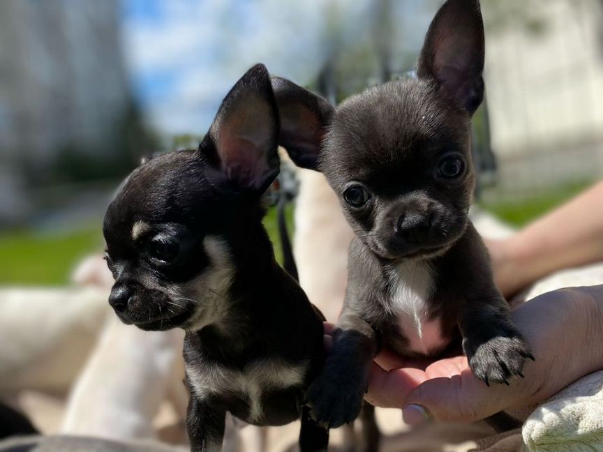 Щенки чихуахуа