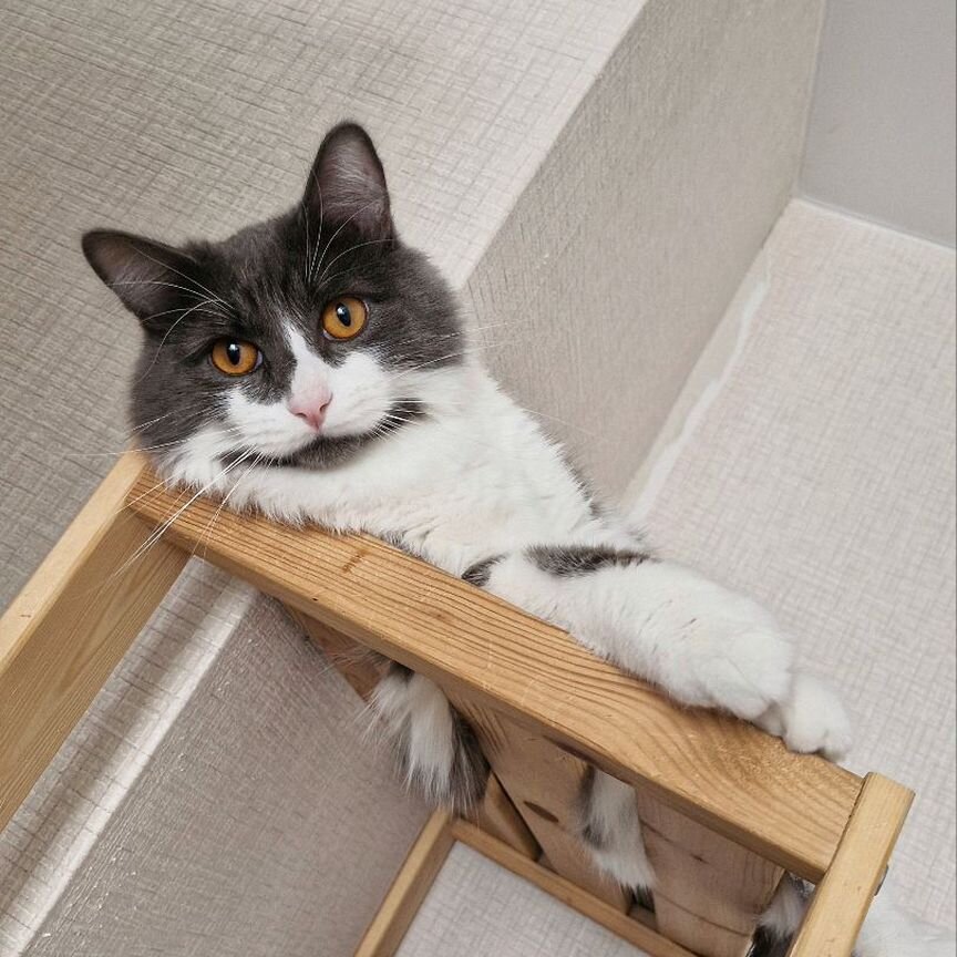 Кот