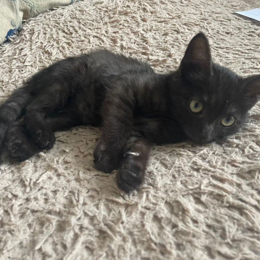 Котята в добрые руки мальчики