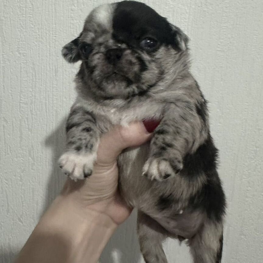 Мопс, щенок