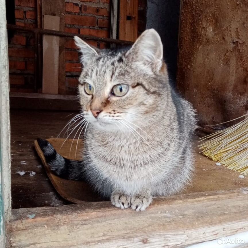Кошечке экстенно нужен дом
