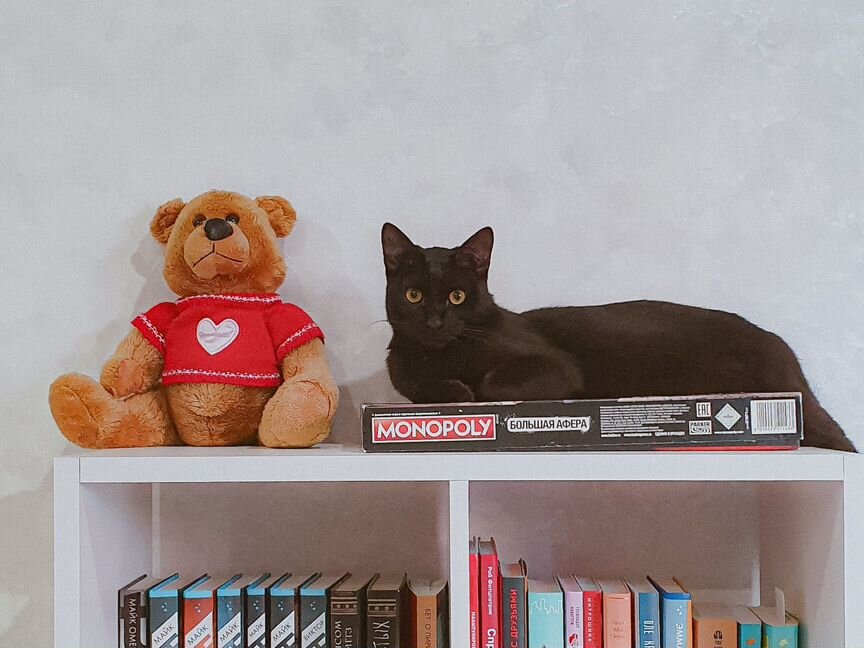 Кот, которого ты ищешь