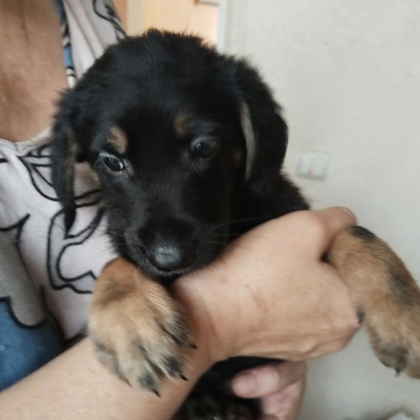 Щенок Бим в дар