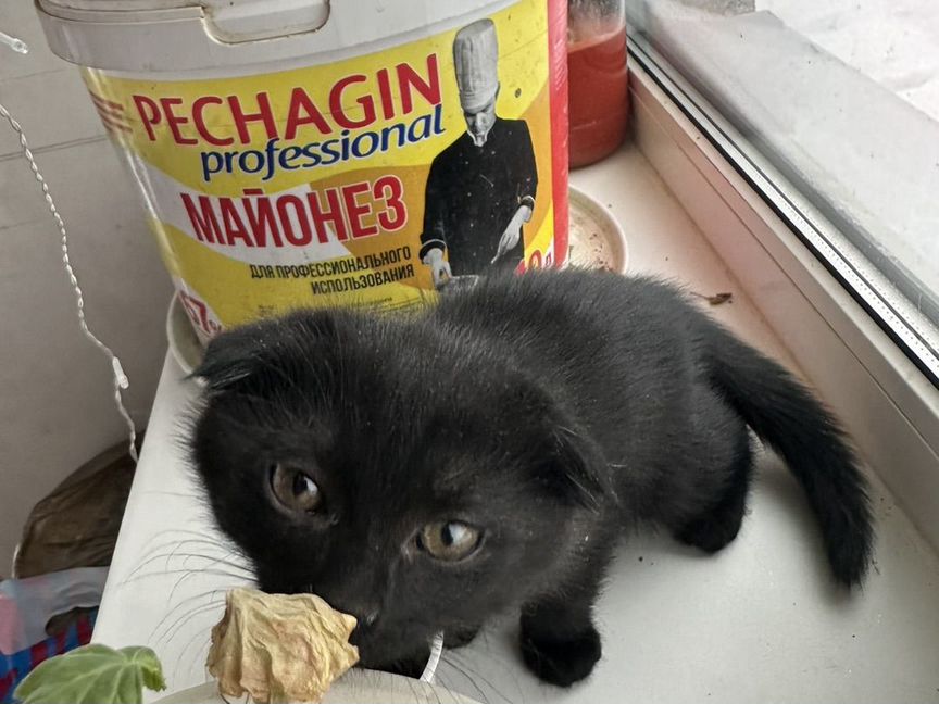 Отдам умных котят в добрые руки