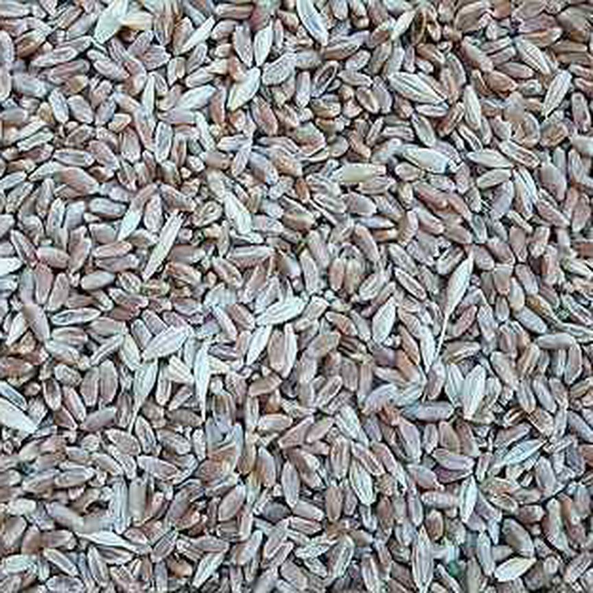 Суржа пшеница ячмень