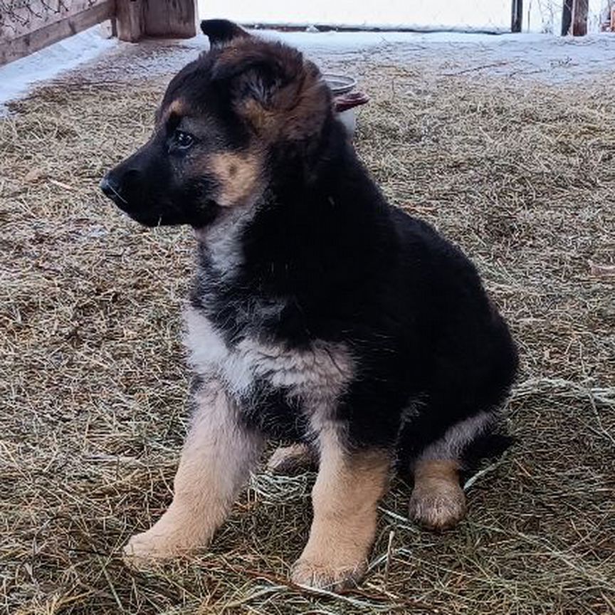 Щенок вост.-европейской овчарки