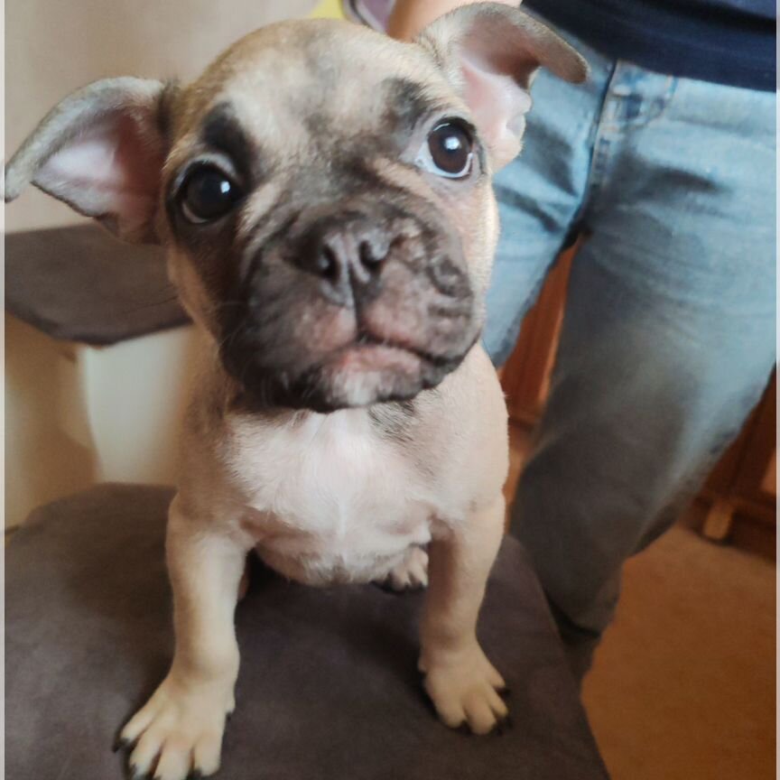 Французский бульдог, щенок
