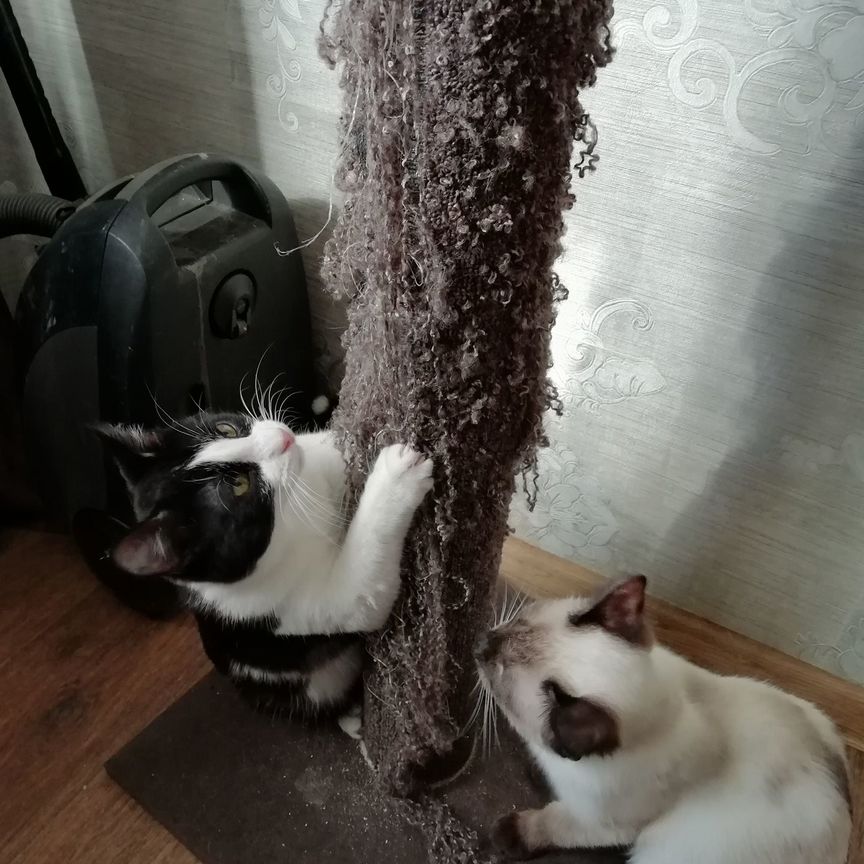 Котята подростки