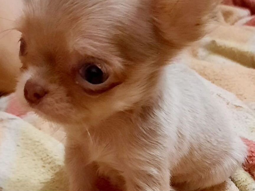 Чихуахуа микро мальчик