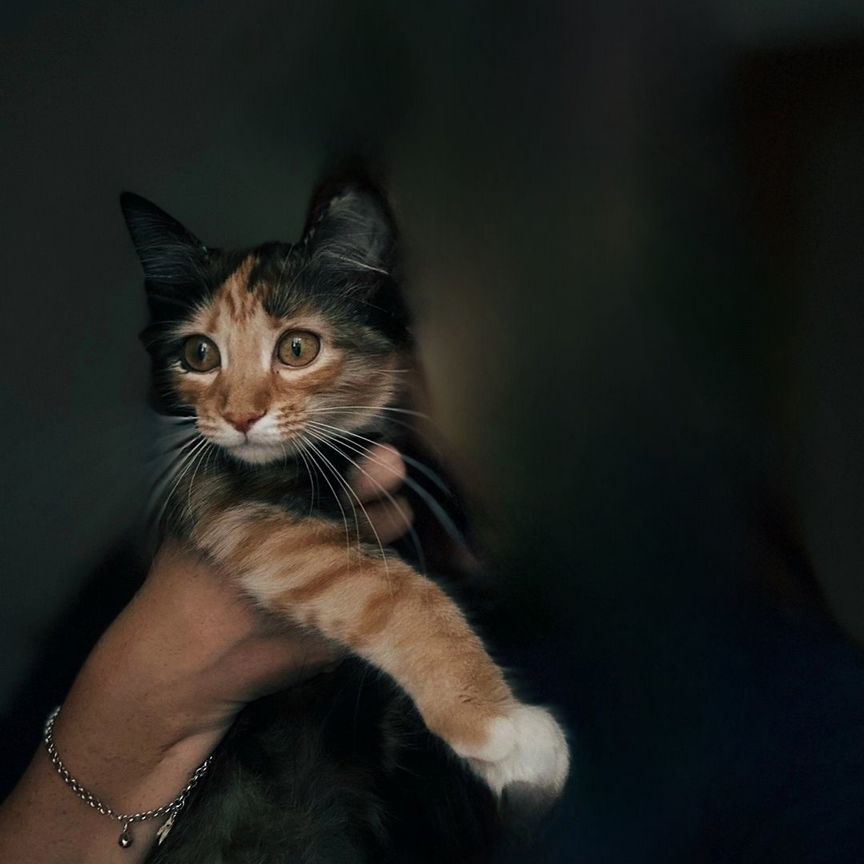 Кошечка в добрые руки