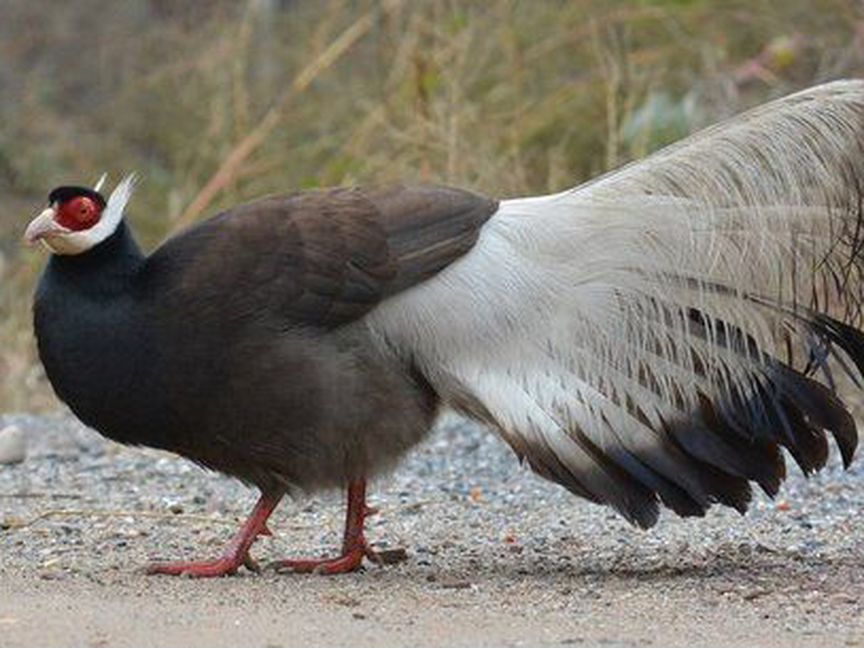 Фазаны коричневые ушастые