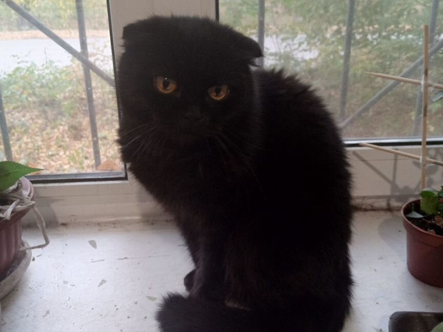 Отдам в добрые руки